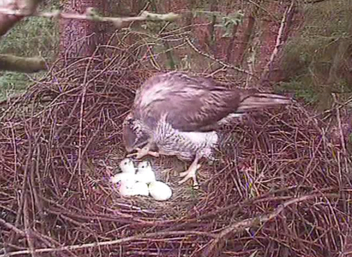 Rare goshawk chicks hatch at Cwmcarn Forest