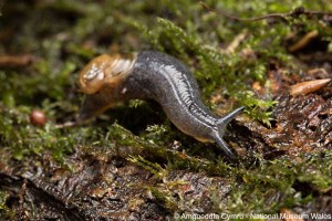 UK's first 'semi-slug' spotted in Wern Ddu by Aberbargoed gardener