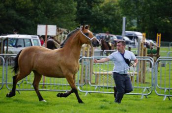 Caerphilly Boxing Club celebrates first anniversary