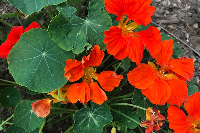 Caerphilly Miners' Centre gets Green Flag for climate change garden