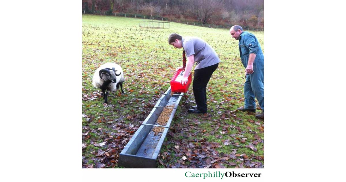 Pupils learn new skills by mucking in at Cwmfelinfach farm