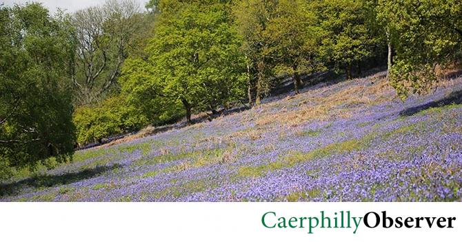 Llanbradach: Hefin David and Delyth Jewell raise Bluebell Woods in Senedd